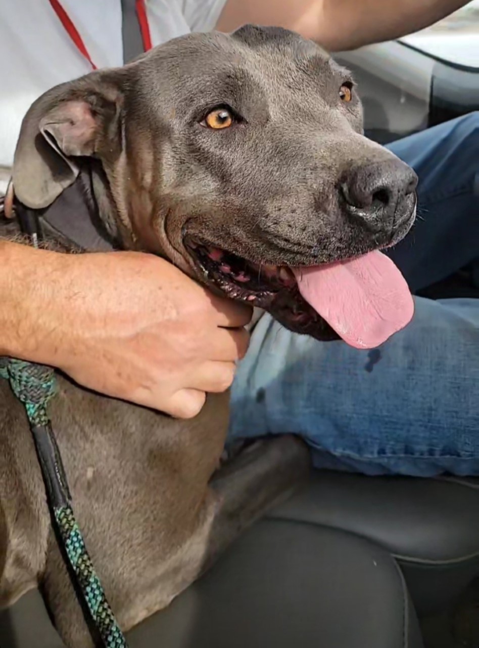 Adopted Dogs – SAVE THE DALMATIANS & OTHERS CANINE RESCUE, INC.