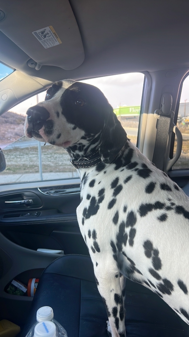 Adopted Dogs – SAVE THE DALMATIANS & OTHERS CANINE RESCUE, INC.